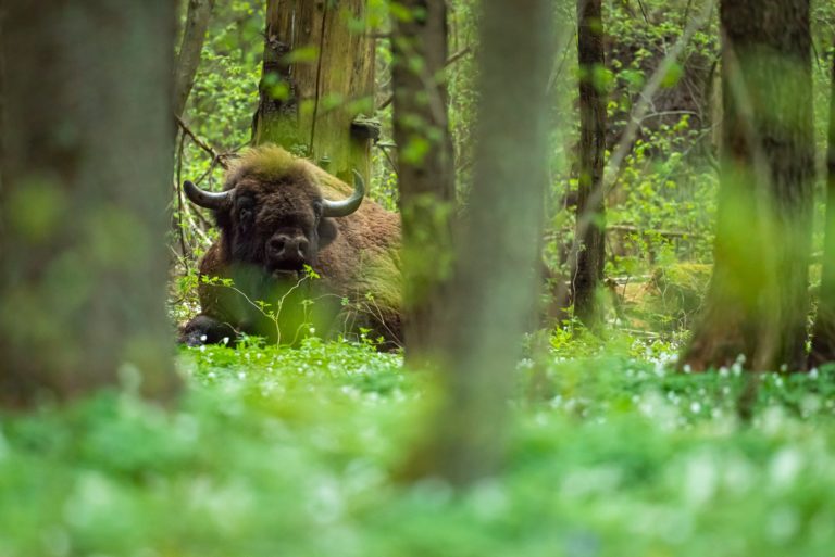 Forêt primaire - Association Francis Hallé pour la forêt primaire