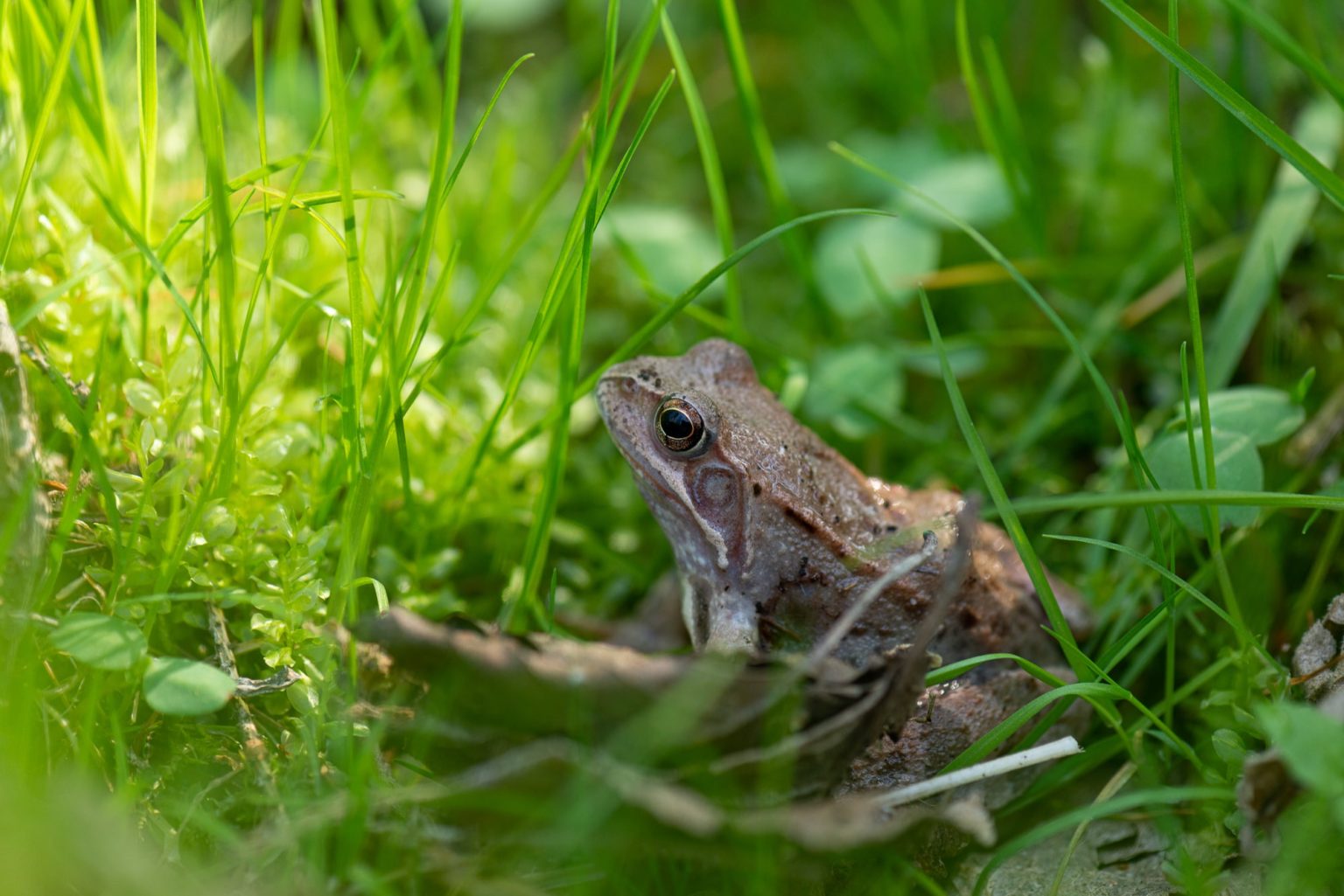 Forêt primaire - Association Francis Hallé pour la forêt primaire