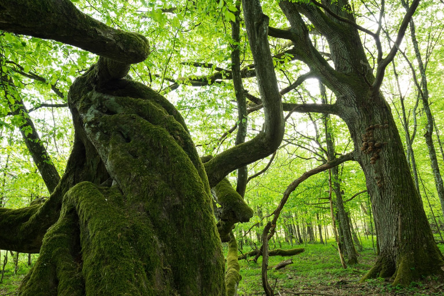 Forêt primaire - Association Francis Hallé pour la forêt primaire