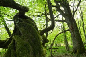 Forêt primaire - Association Francis Hallé pour la forêt primaire