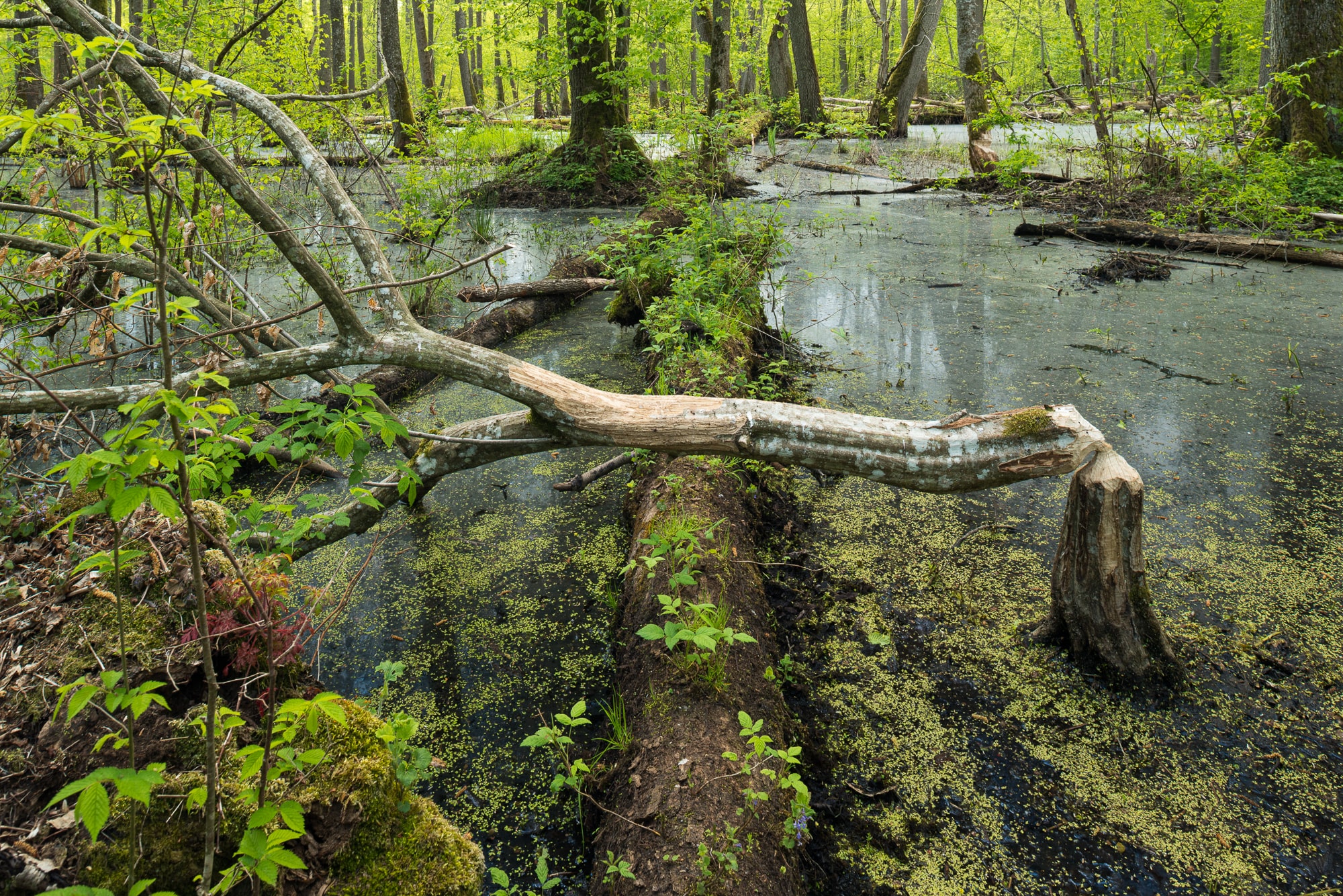 What is a primeval forest? - Association Francis Hallé pour la forêt ...