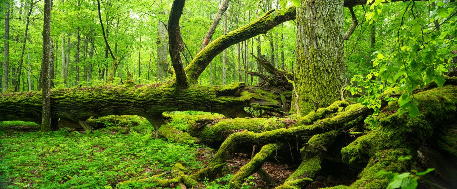 Formation en ligne au kit pédagogique « Forêts naturelles » 12 mars ...