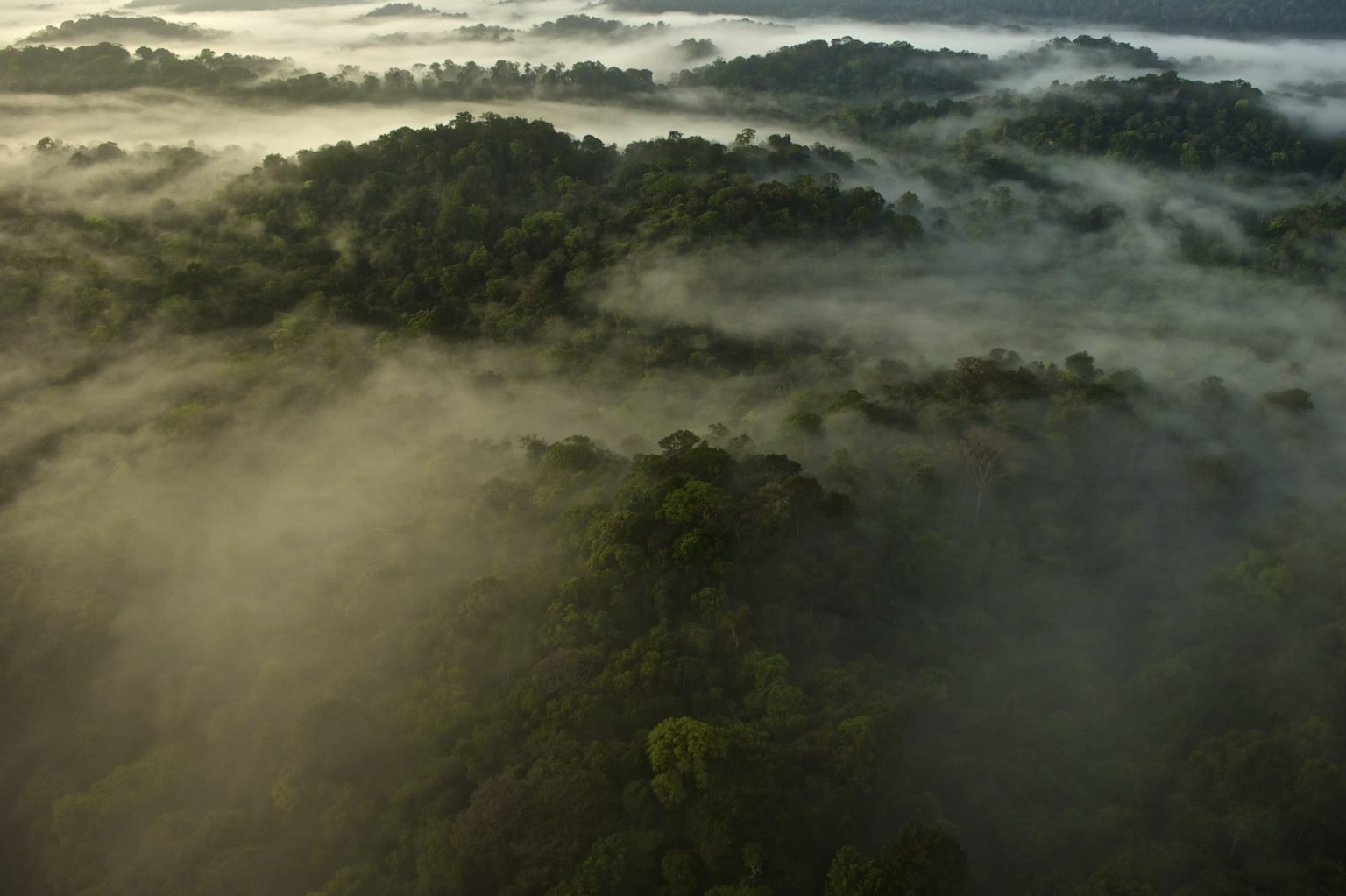 Forêt primaire | Association Francis Hallé pour la forêt primaire