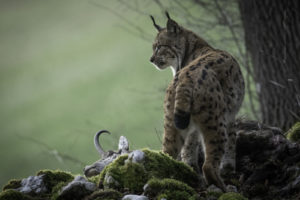 Une ombre discrète dans la forêt : le lynx – Association Francis Hallé ...