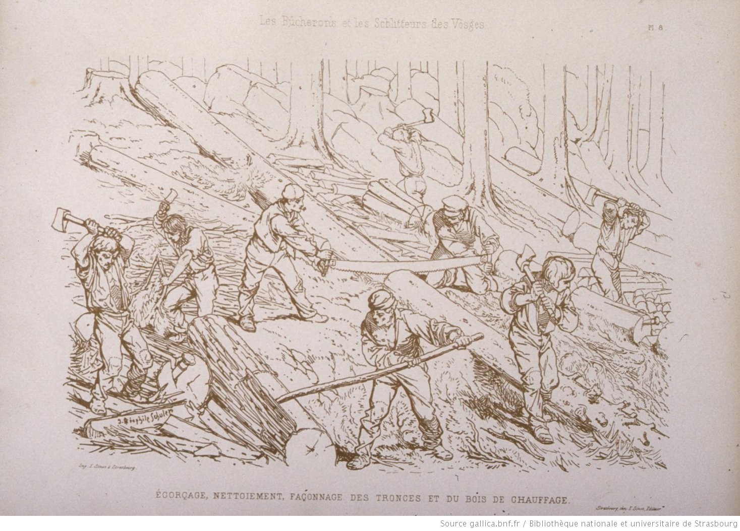 Mémoire des forêts – épisode 4 : D’où vient le bois ? – Association ...