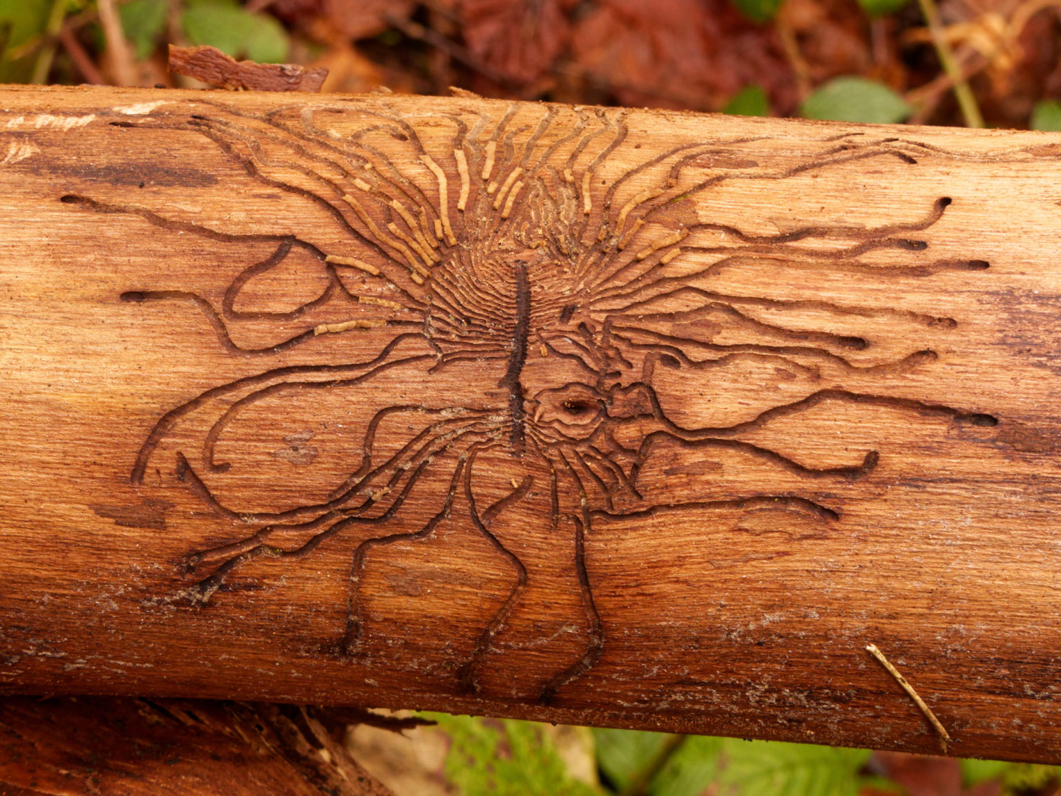 Insectes ravageurs : à ravageur, ravageur et demi… ? – Association ...