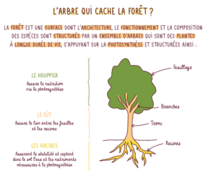 Comprendre et protéger la forêt, indispensable au cycle de la vie ...