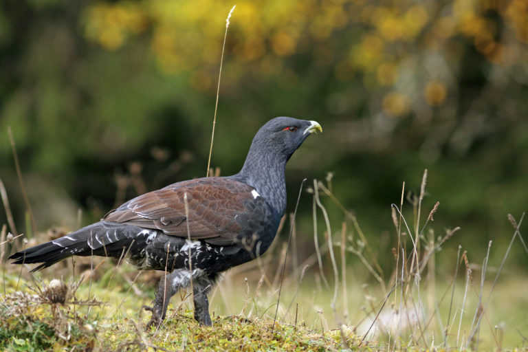 Que va devenir le Grand tétras, oiseau emblématique des forêts d ...