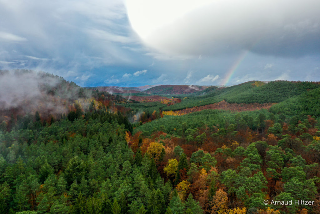 Pesticides et autres polluants : en forêt aussi ! – Association Francis ...