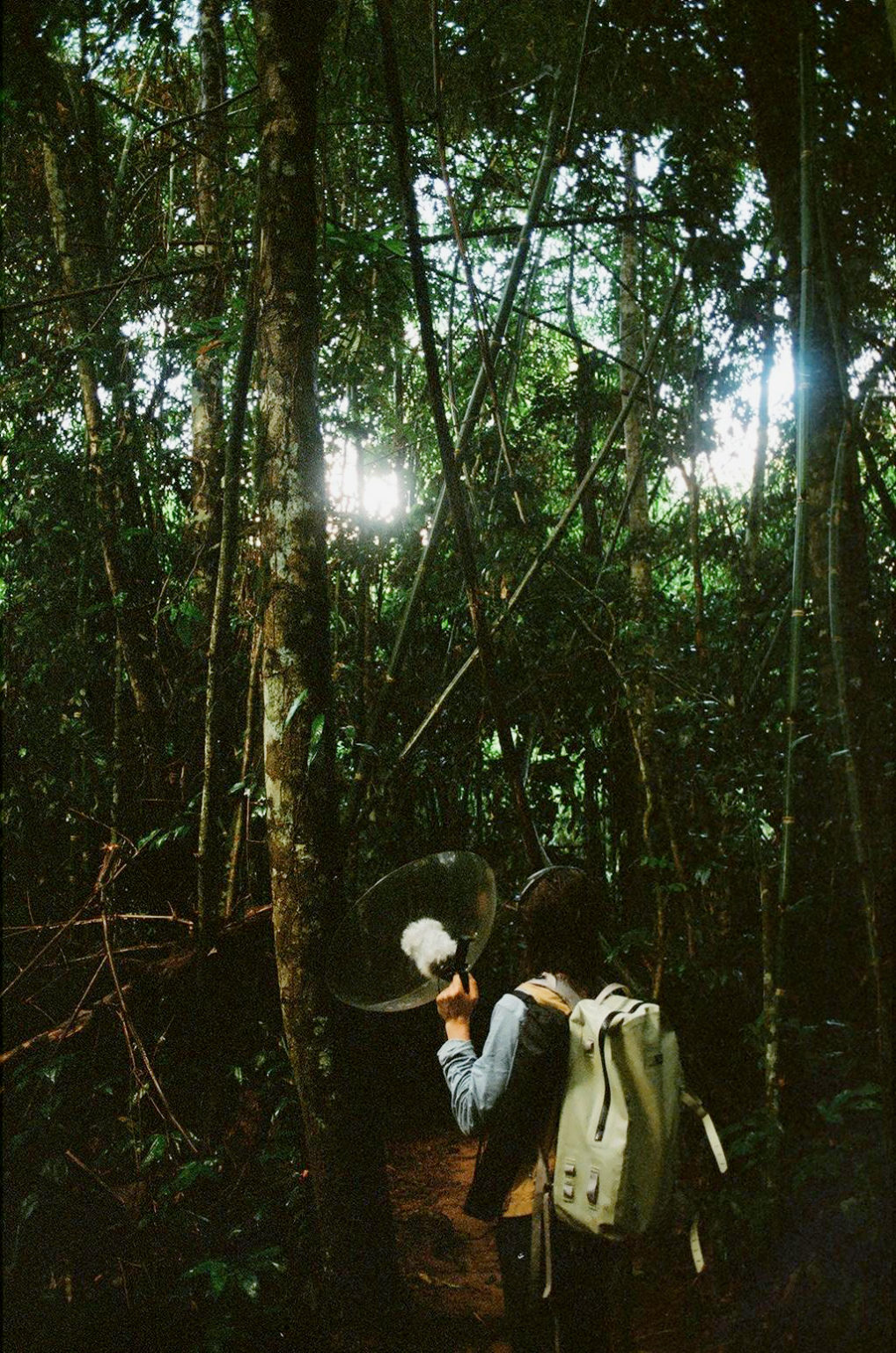 Le son des forêts – Association Francis Hallé pour la forêt primaire